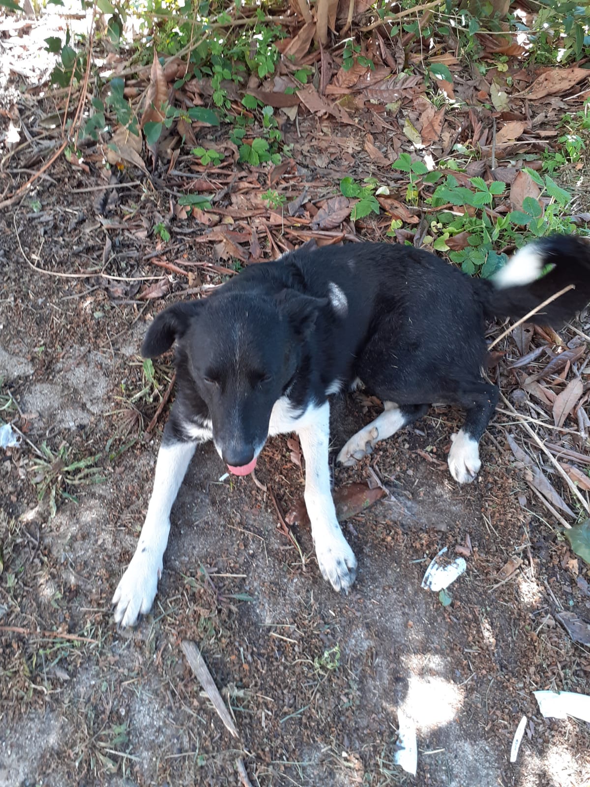 Lola Simil Border Collie Cane A Cosenza In Regalo