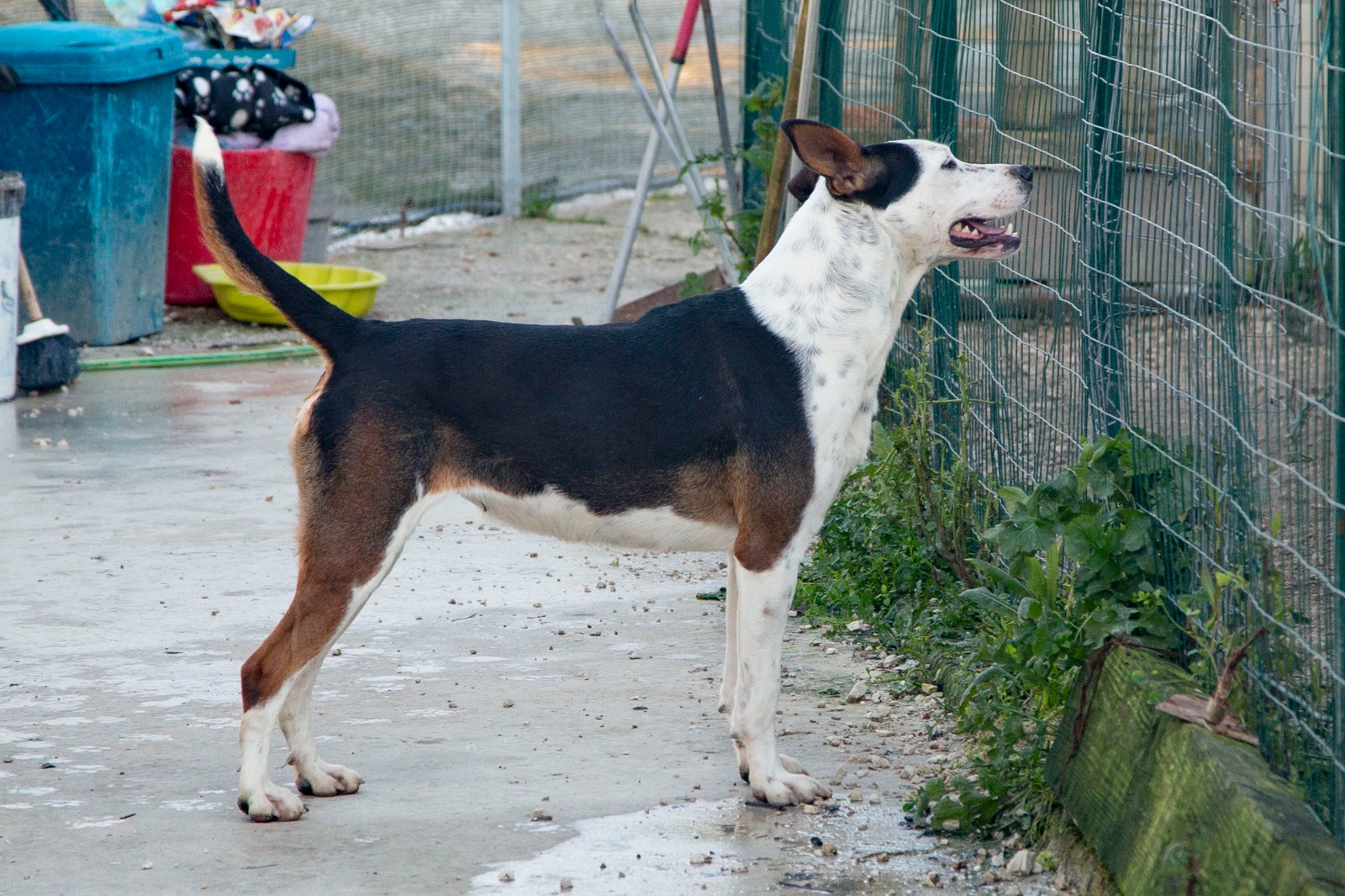 Creatura Meravigliosa : Cleopatra cane a Belluno in Regalo