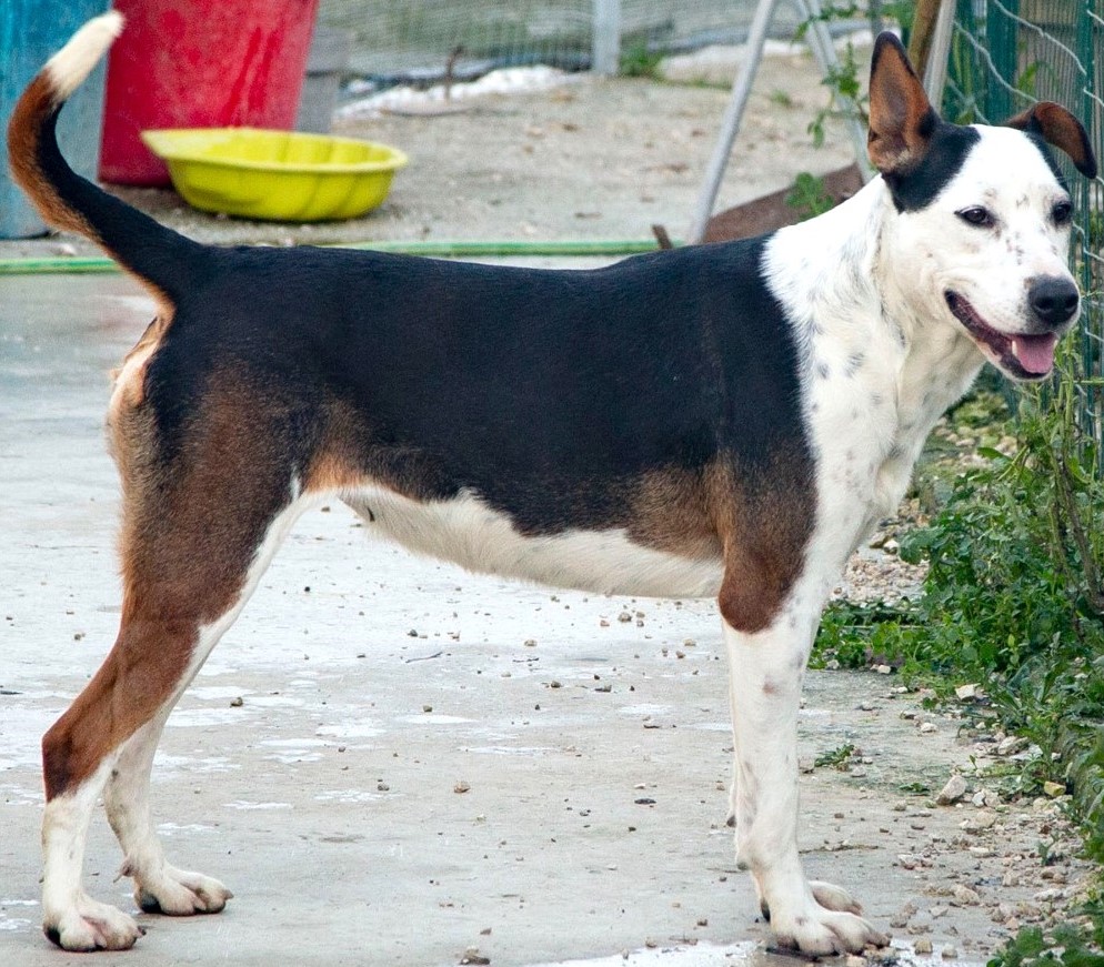 Creatura Meravigliosa : Cleopatra cane a Belluno in Regalo