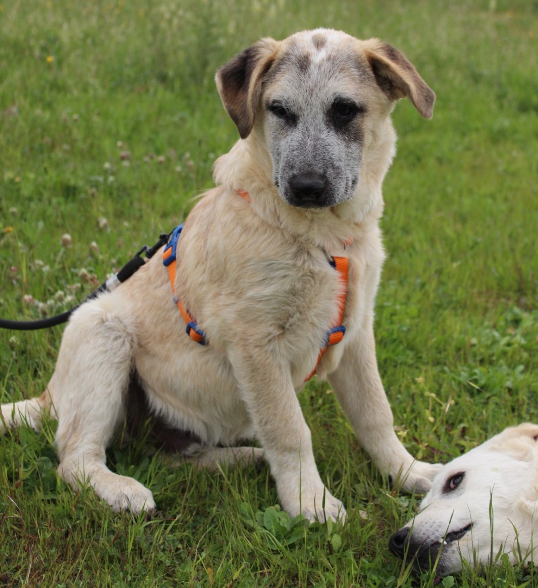 Adotta Thor Un Patatone Adorabile cane a Bolzano in Regalo