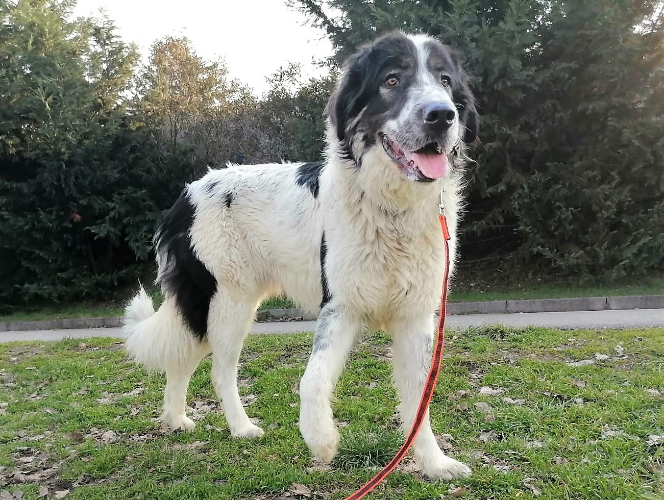 Rex Pastore Rumeno cane a Segrate in Regalo