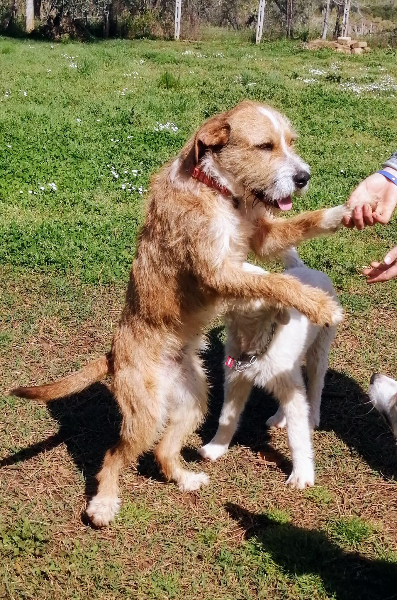 Simba. Spinone In Cerca Di Casa E Amore cane a Velletri in Regalo