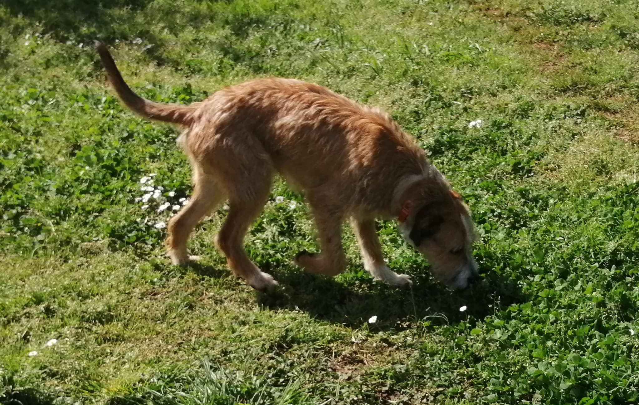 Simba. Spinone In Cerca Di Casa E Amore cane a Velletri in Regalo