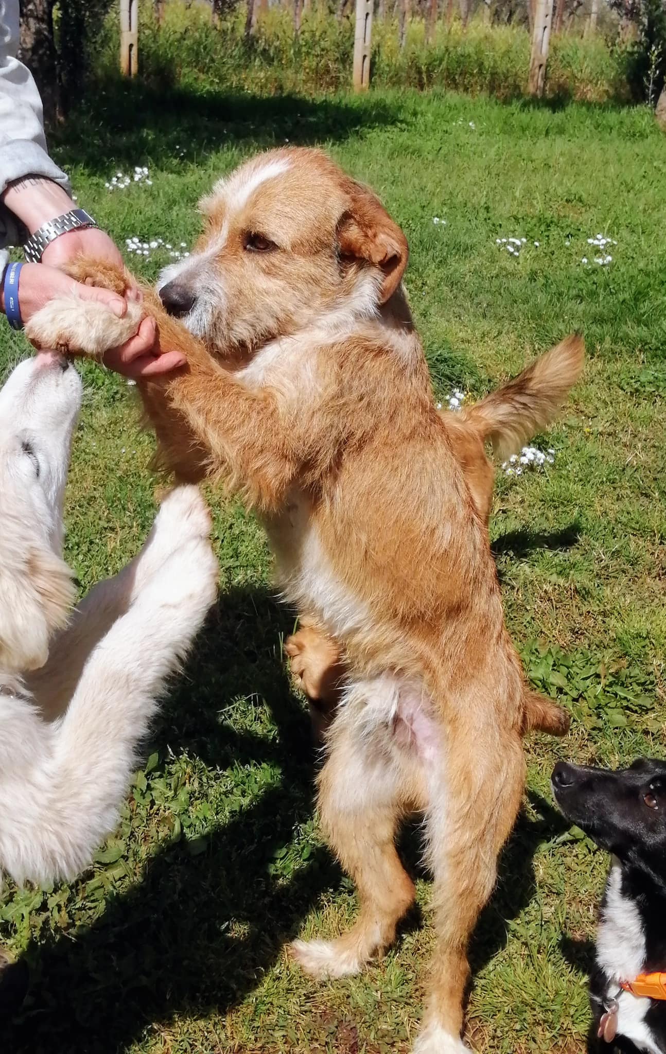Simba. Spinone In Cerca Di Casa E Amore cane a Velletri in Regalo