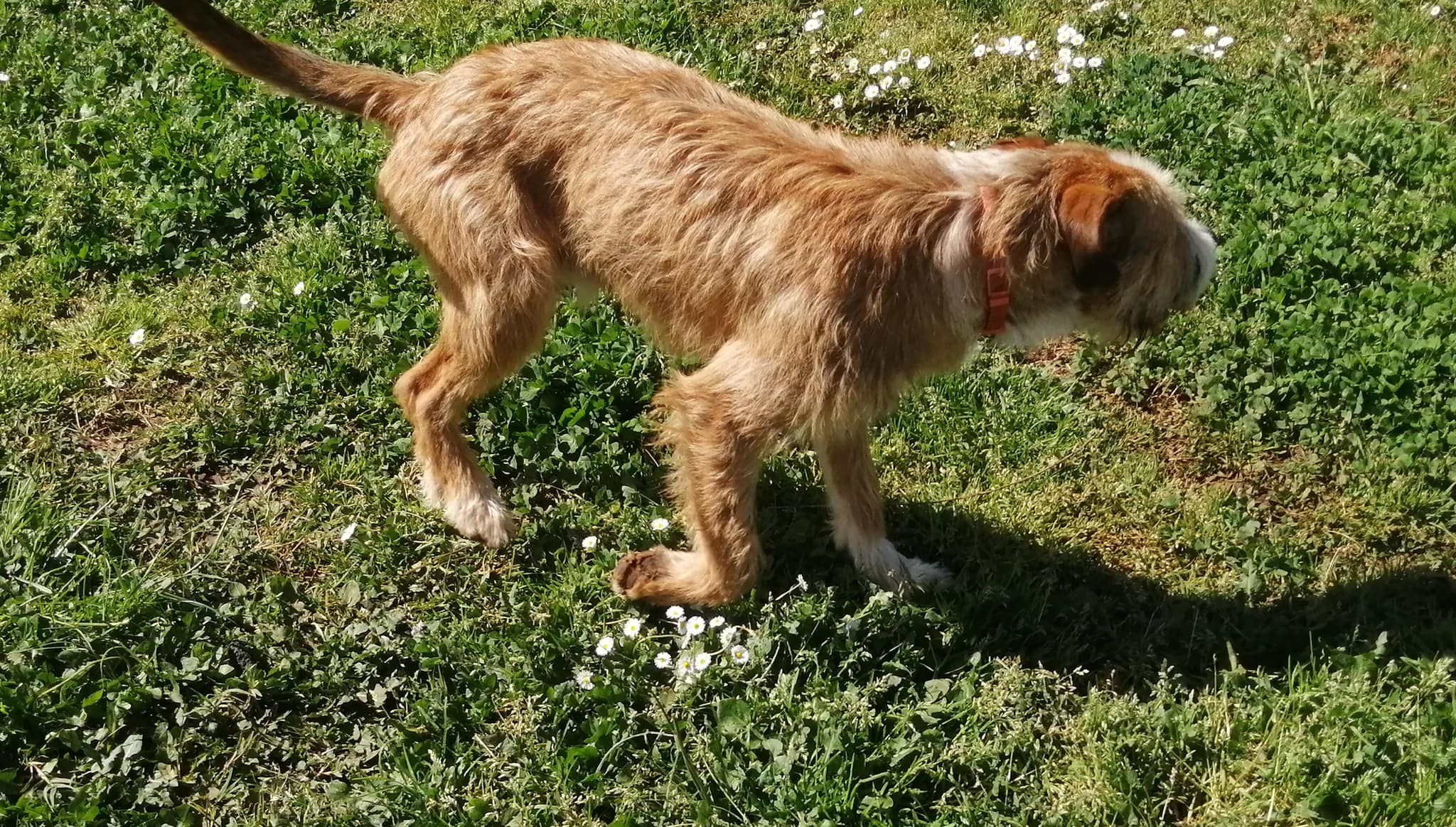 Simba. Spinone In Cerca Di Casa E Amore cane a Velletri in Regalo
