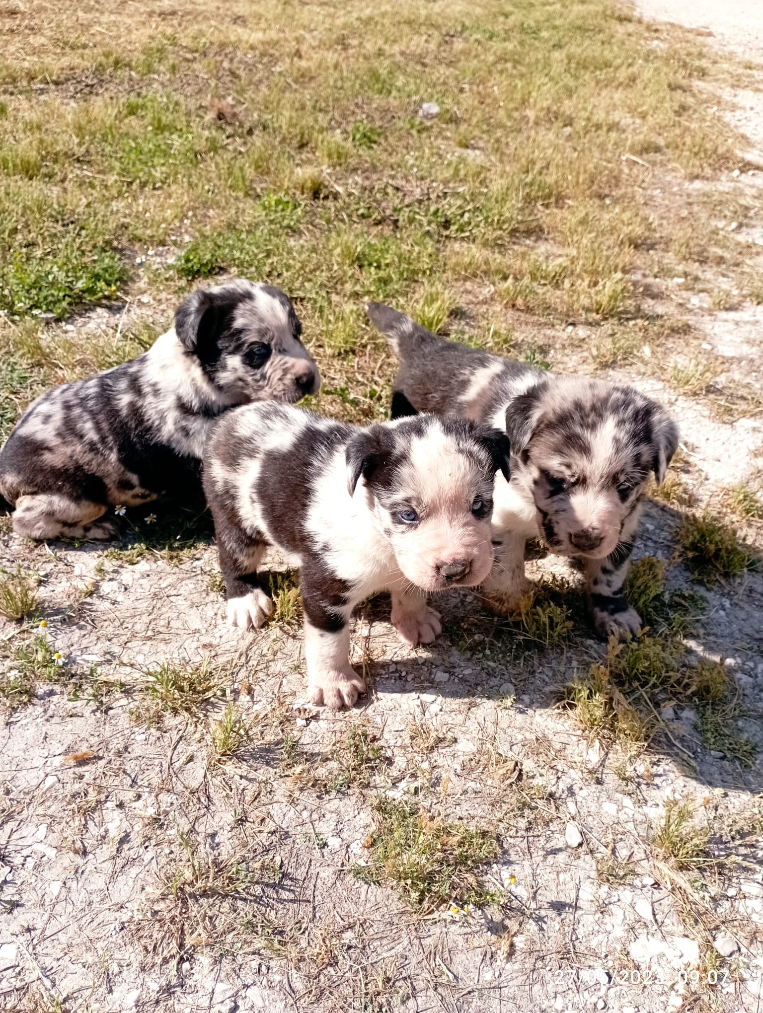 Stupendi Cuccioli, Madre Corso, Padre Border Collie Blue Merle cane a ...