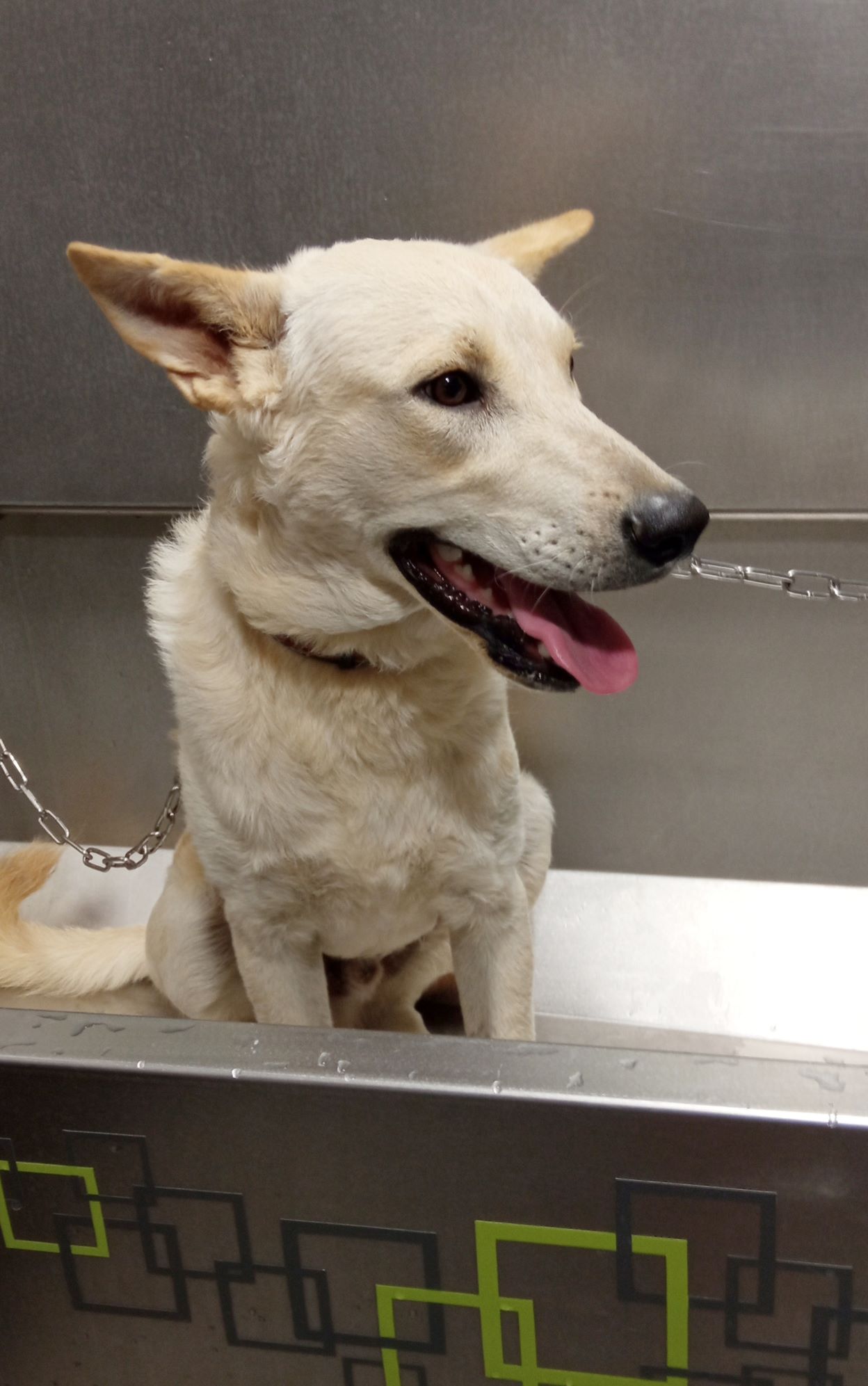 Ricky: Tutto Il Fascino Di Un Lupetto Bianco cane a Bergamo in Regalo