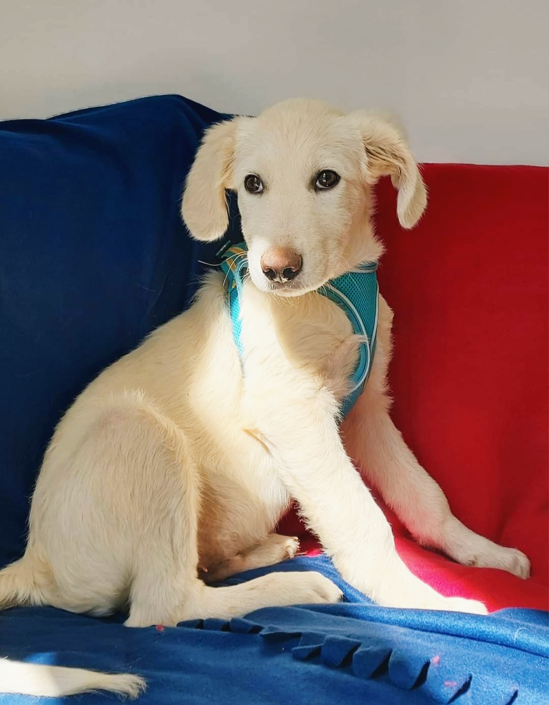 Kinder Cerca Casa! cane a Bari in Regalo