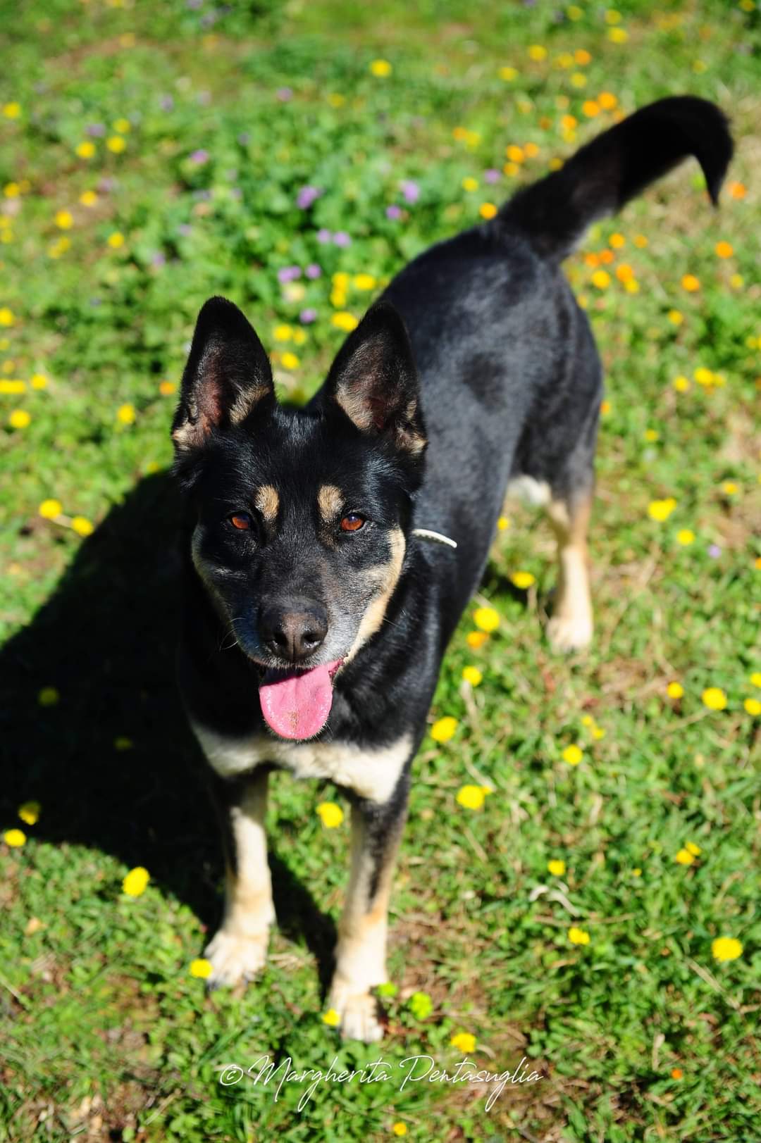 Tappina Mix Lupetta cane a Milano in Regalo