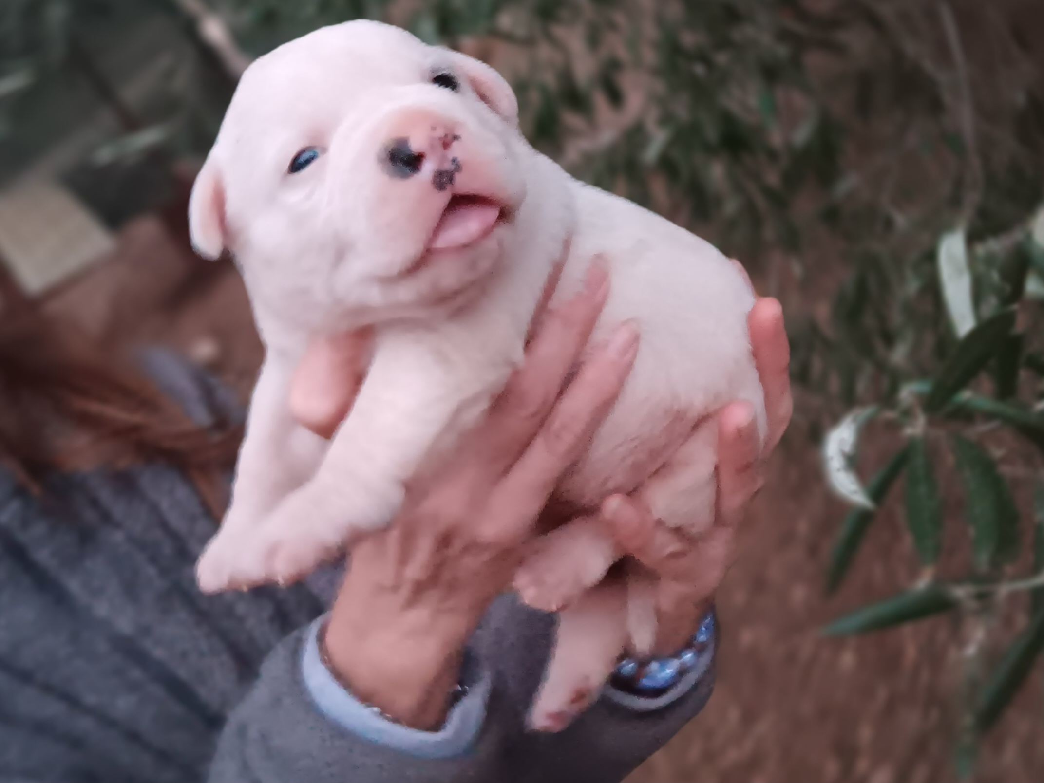 Georgia cane in Regalo