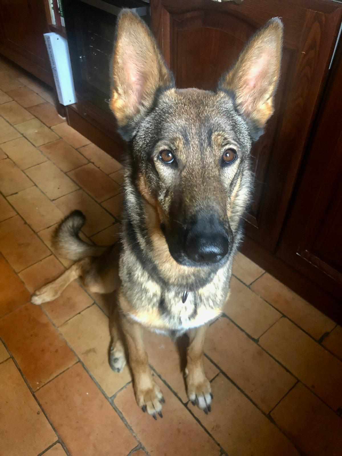 Jhenna - Mix Grigione/Pastore Tedesco Di 3 Anni E Mezzo - Valsamoggia ...