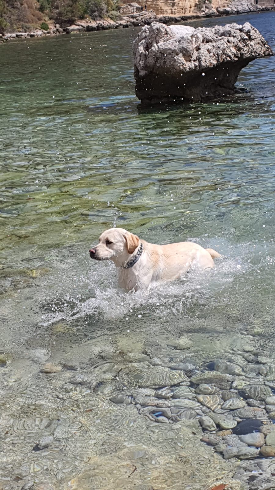 Lucky cane a Palermo in Regalo