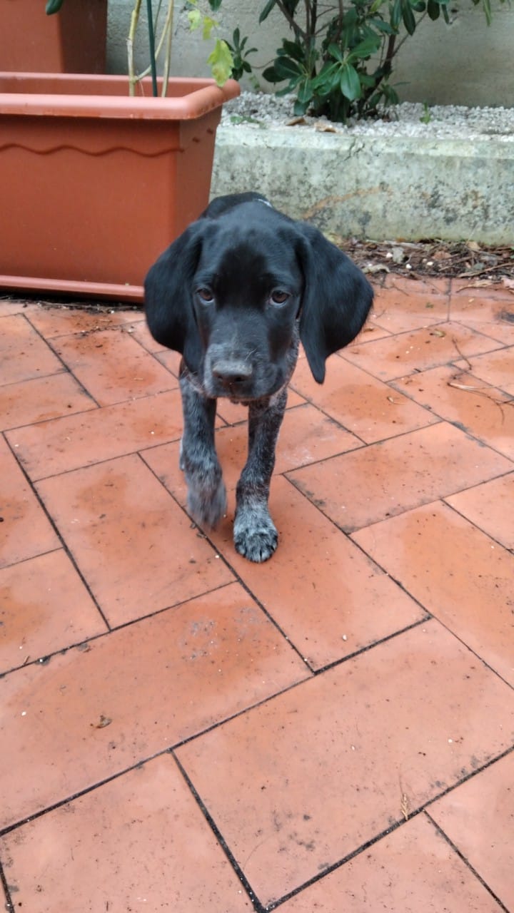 Il Toro Mix Bracco Tedesco E Setter Inglese cane a Bologna in Regalo