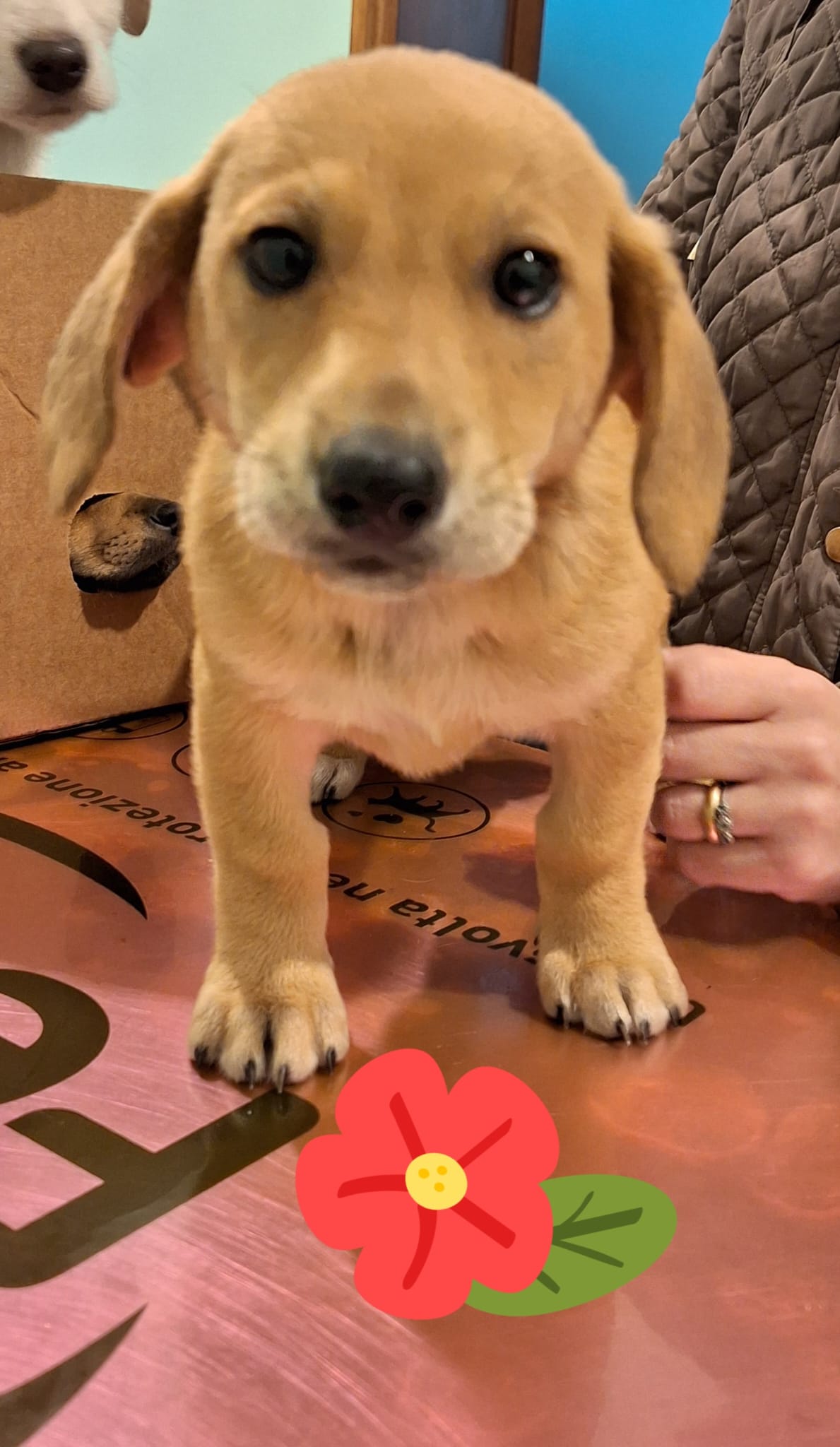 Olga cane a Legnano in Regalo