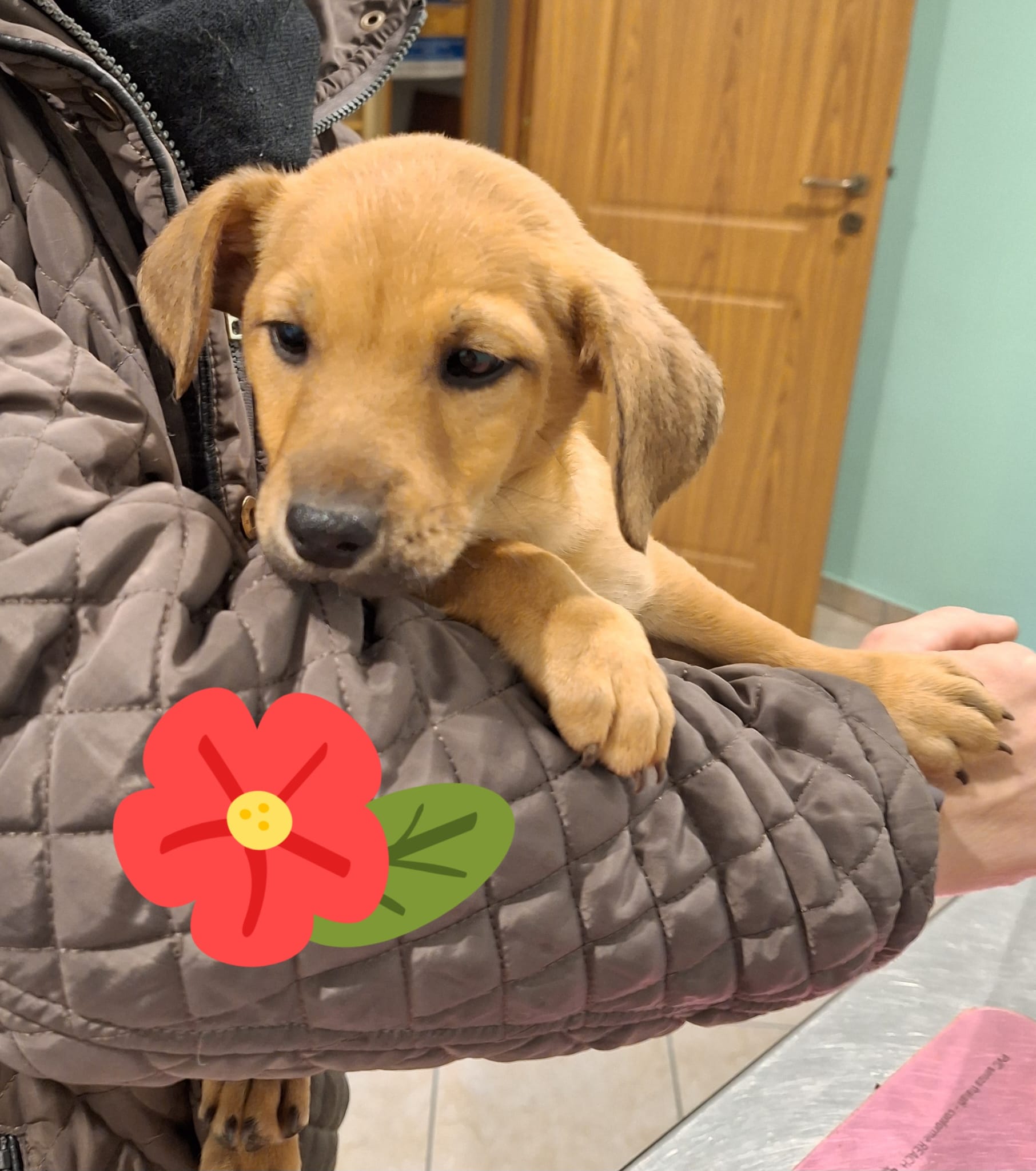 💜 Olga 💜 cane a Bologna in Regalo