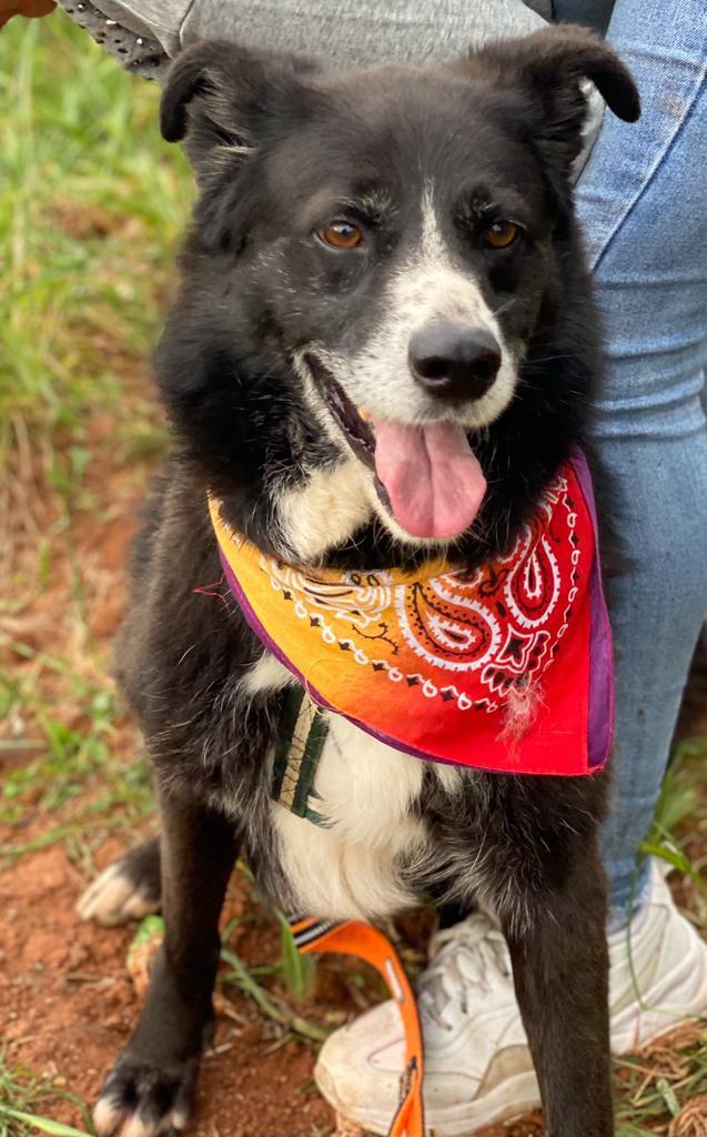 Gilbert Rimasto Da Solo È Finito In Canile a Padova in Regalo