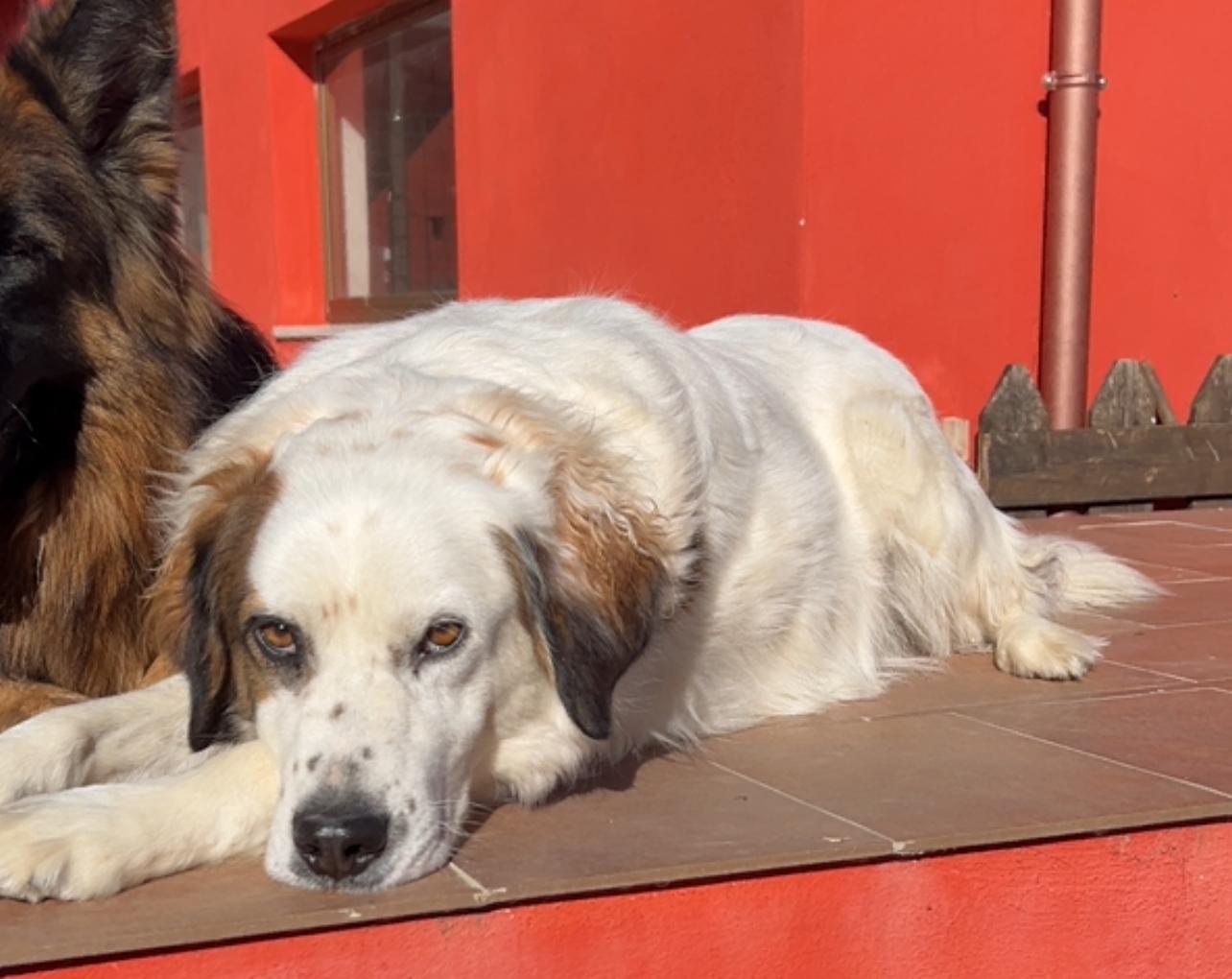 Hermes: Adottatemi!!! cane a Roma in Regalo