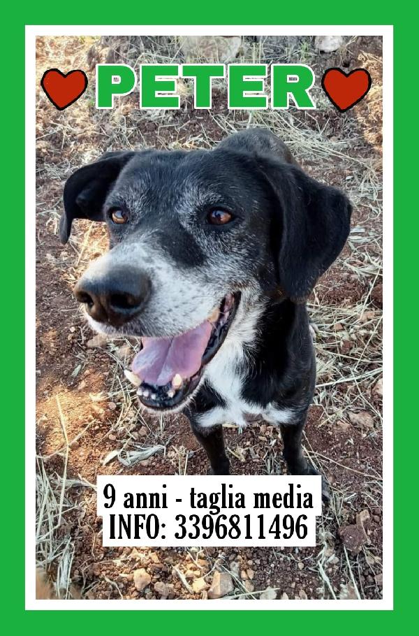 Peter cane a Bologna in Regalo