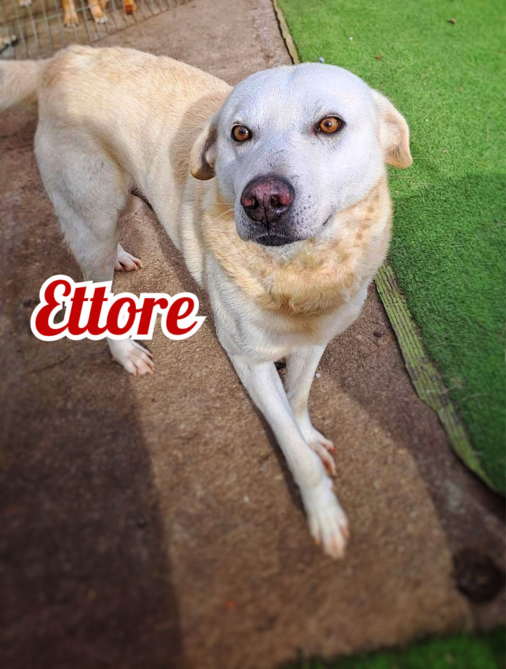 Ettore, Splendido Labrador Costretto A Vivere In Canile.. a Padova in ...