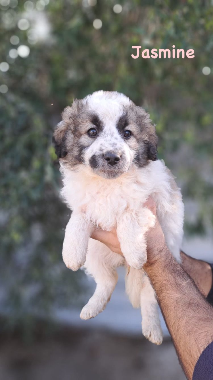 Perla Jasmine E Winnie cane a Milano in Regalo
