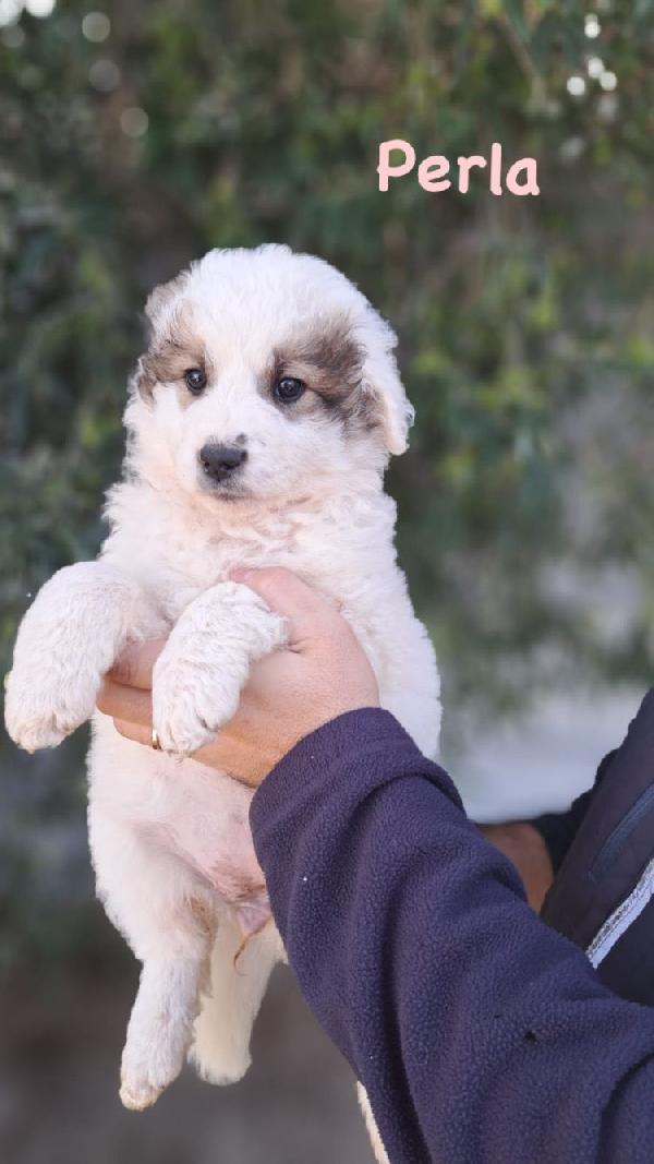 Perla Jasmine E Winnie cane a Milano in Regalo