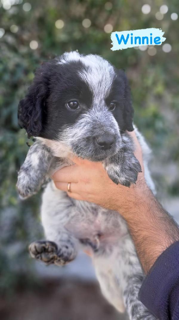 Perla Jasmine E Winnie cane a Milano in Regalo