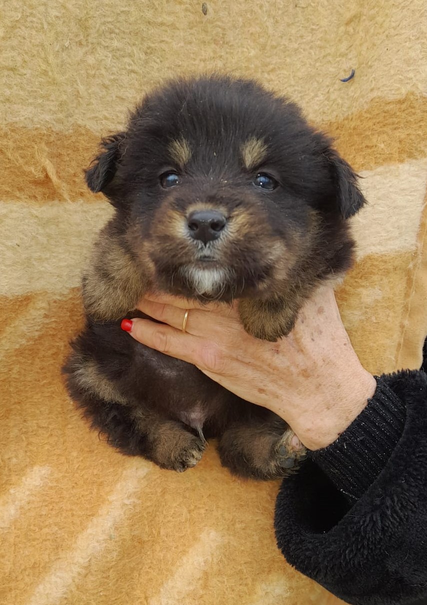 Frizzina Glu Glu E Ciuffino cane a Milano in Regalo