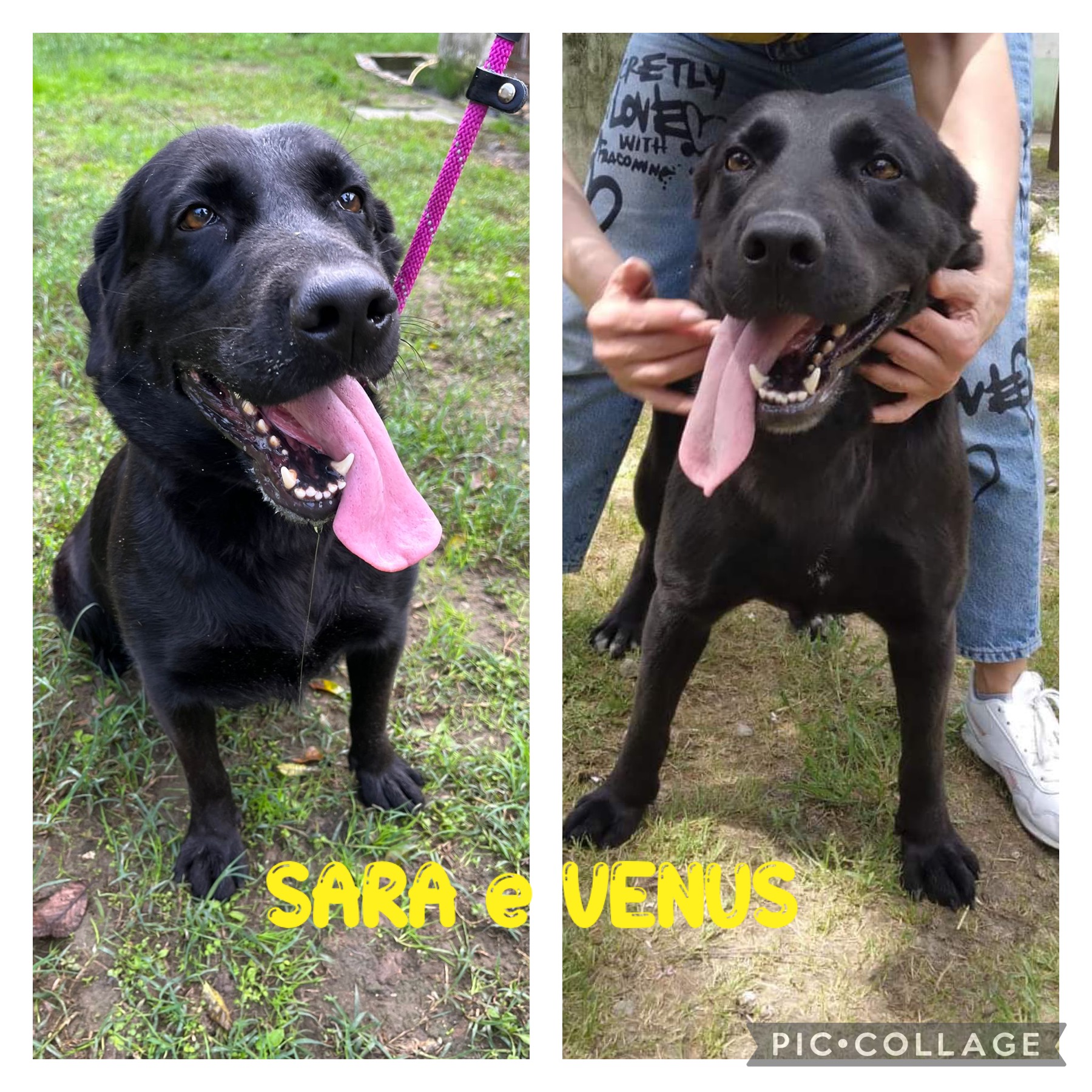 💖⭐️ Sara E Venus ⭐️💖 Splendide Simil Labrador In Adozione (Anche ...