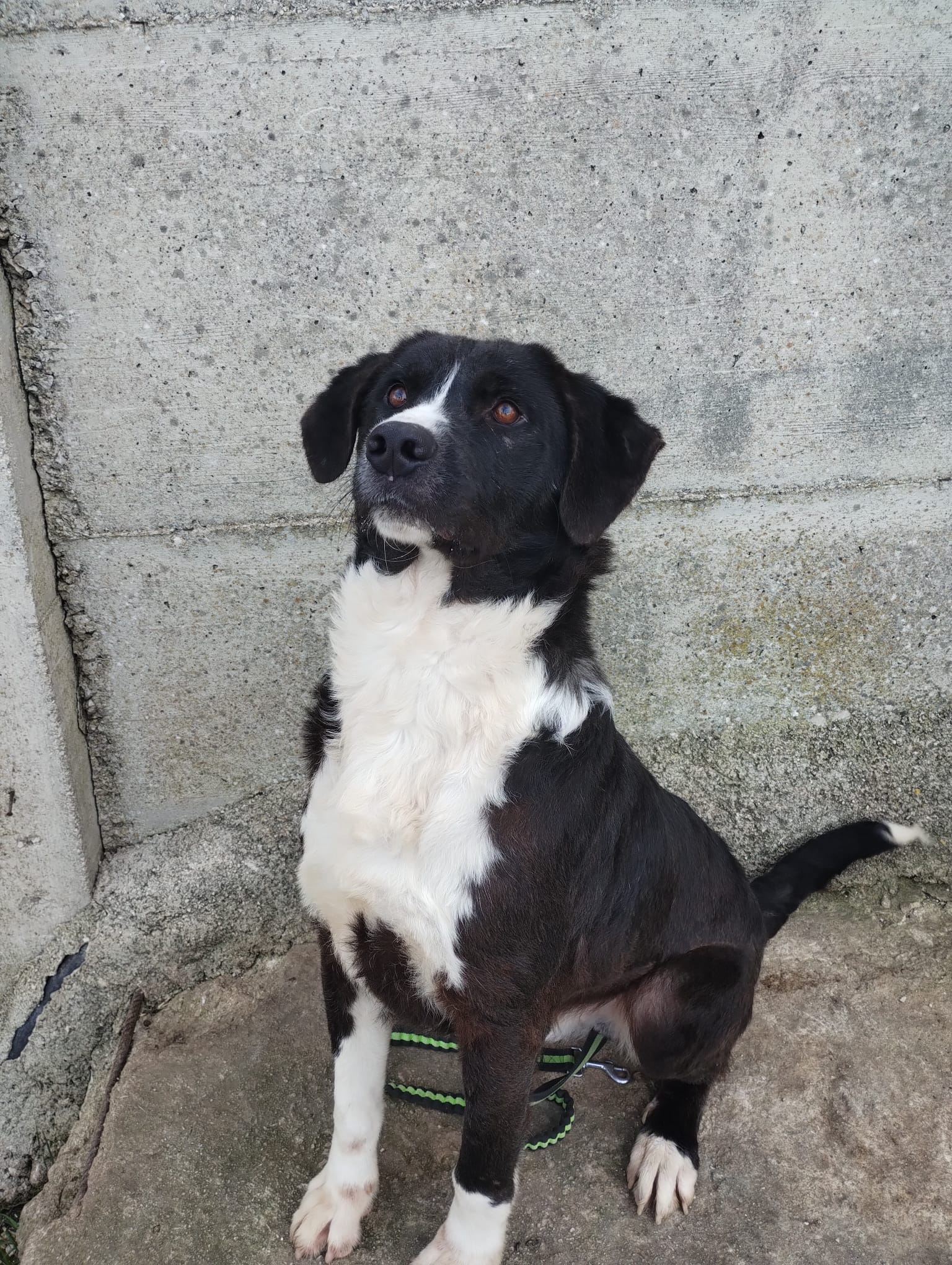 Johnny Cucciolotto Di Un Anno cane a Asti in Regalo