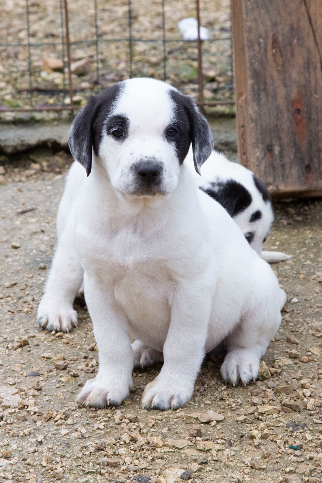 Lo Splendido Mais cane a Firenze in Regalo