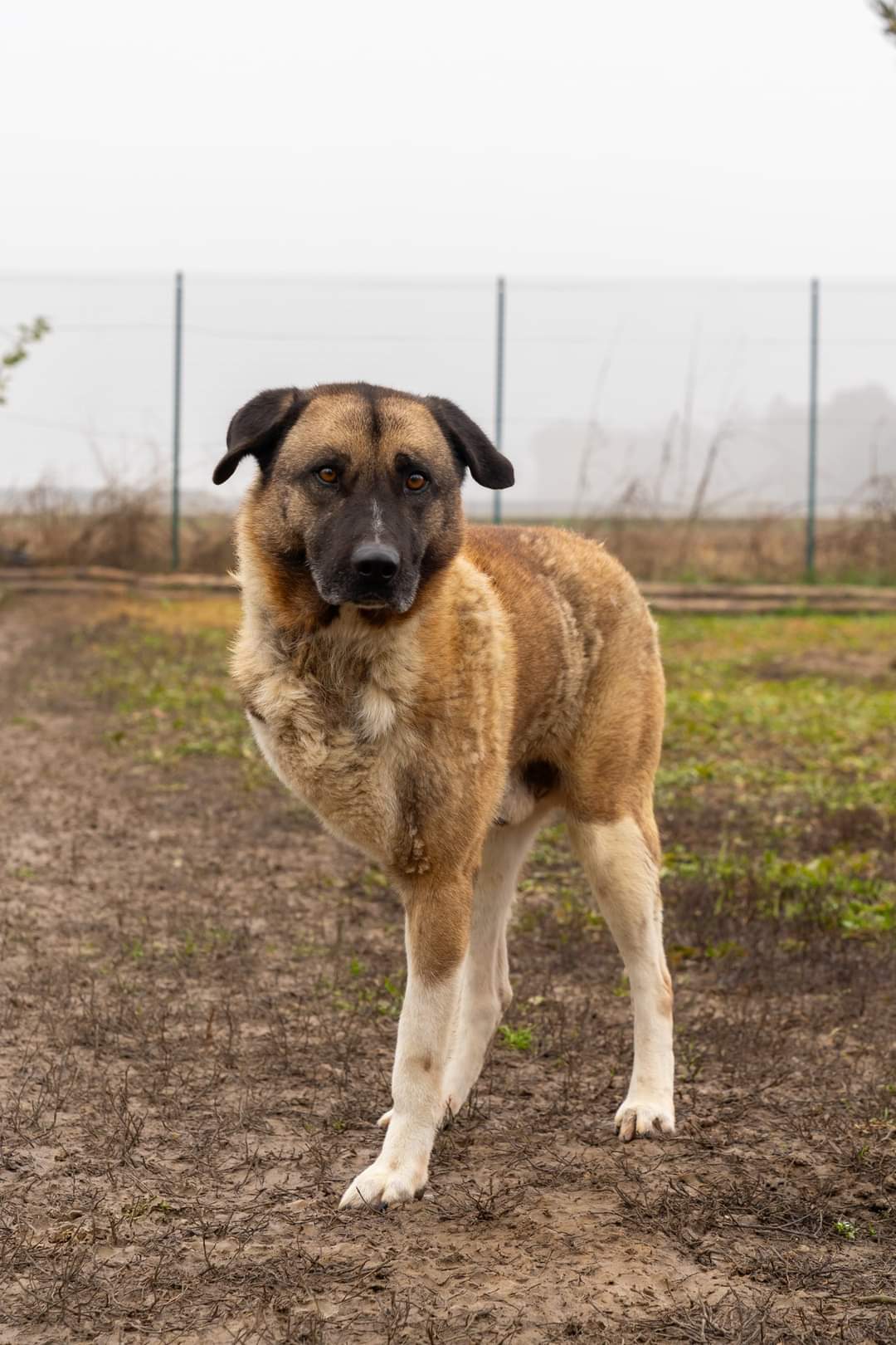 Thor cane a Vidigulfo in Regalo