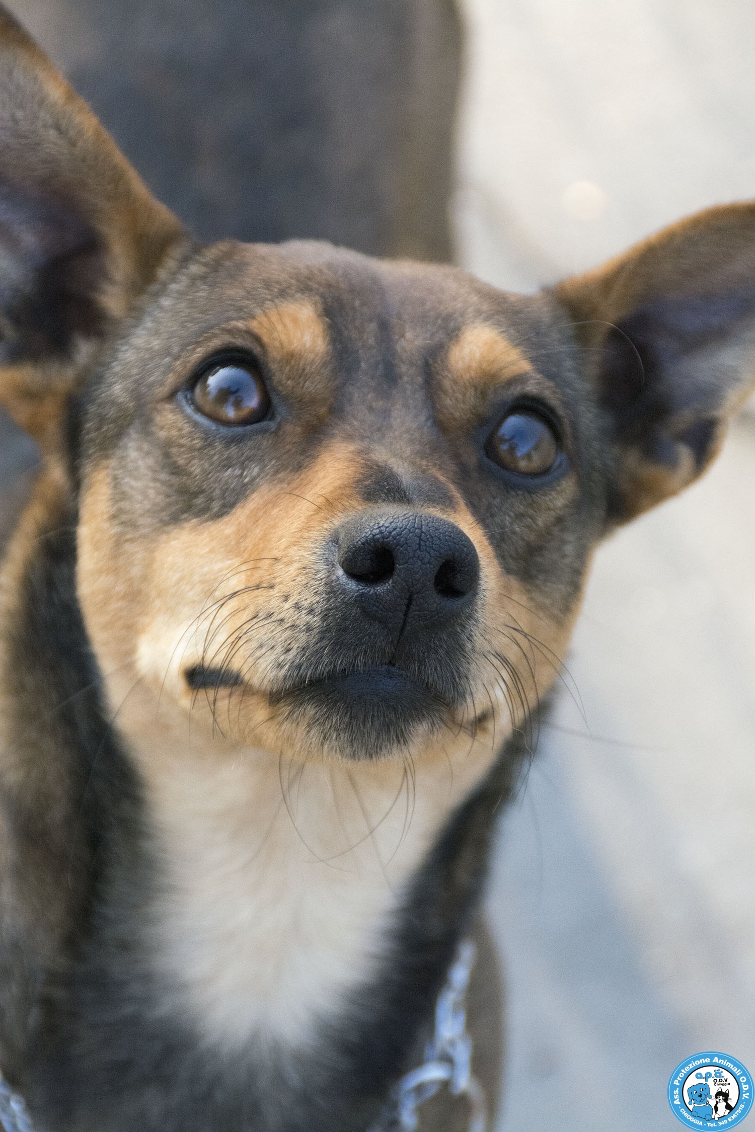 Golia, Mini Cagnolino, Diffidente E In Cerca D'attenzioni.... cane a ...