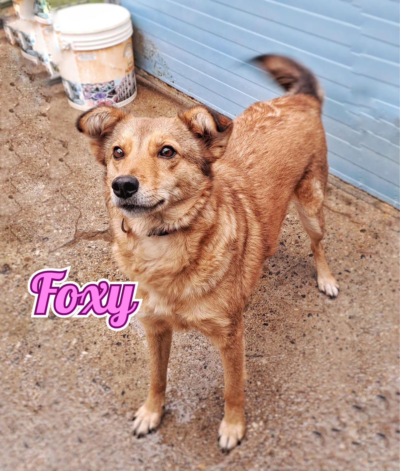 Foxy, Mix Volpina Cerca Casa cane a Arezzo in Regalo