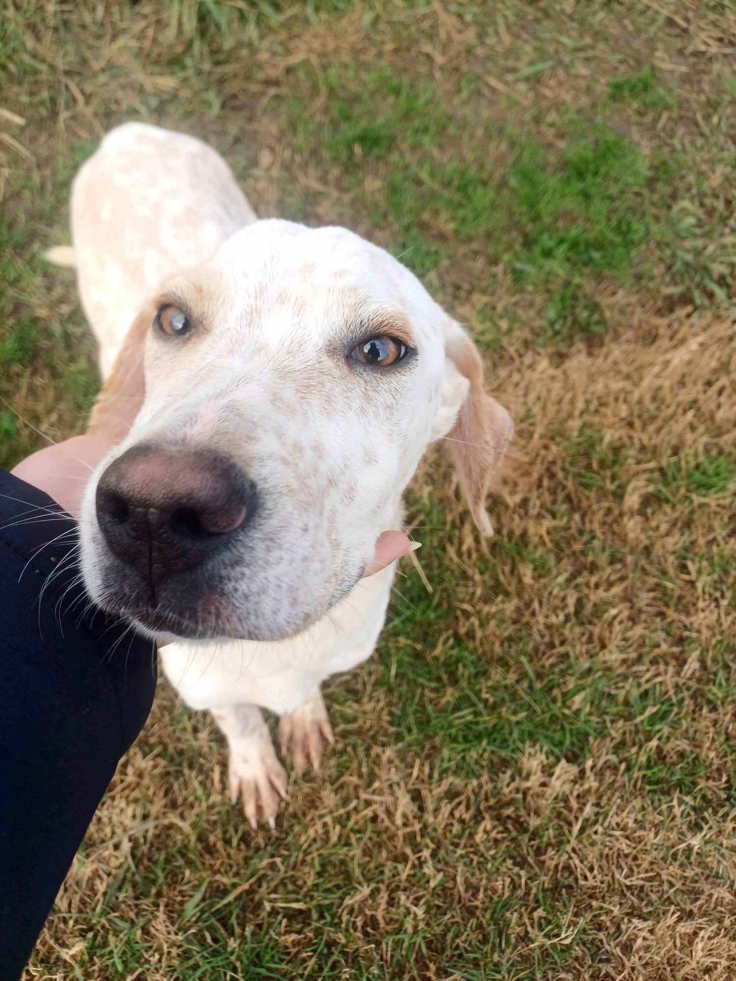 Toro, Dolcissimo Cucciolone cane a Latina in Regalo