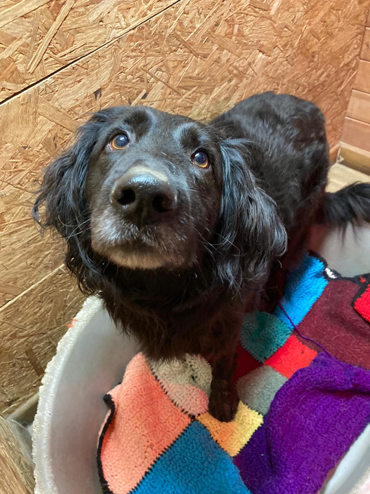 Robert , Incrocio Flac Coated Retriver cane a Valgreghentino in Regalo