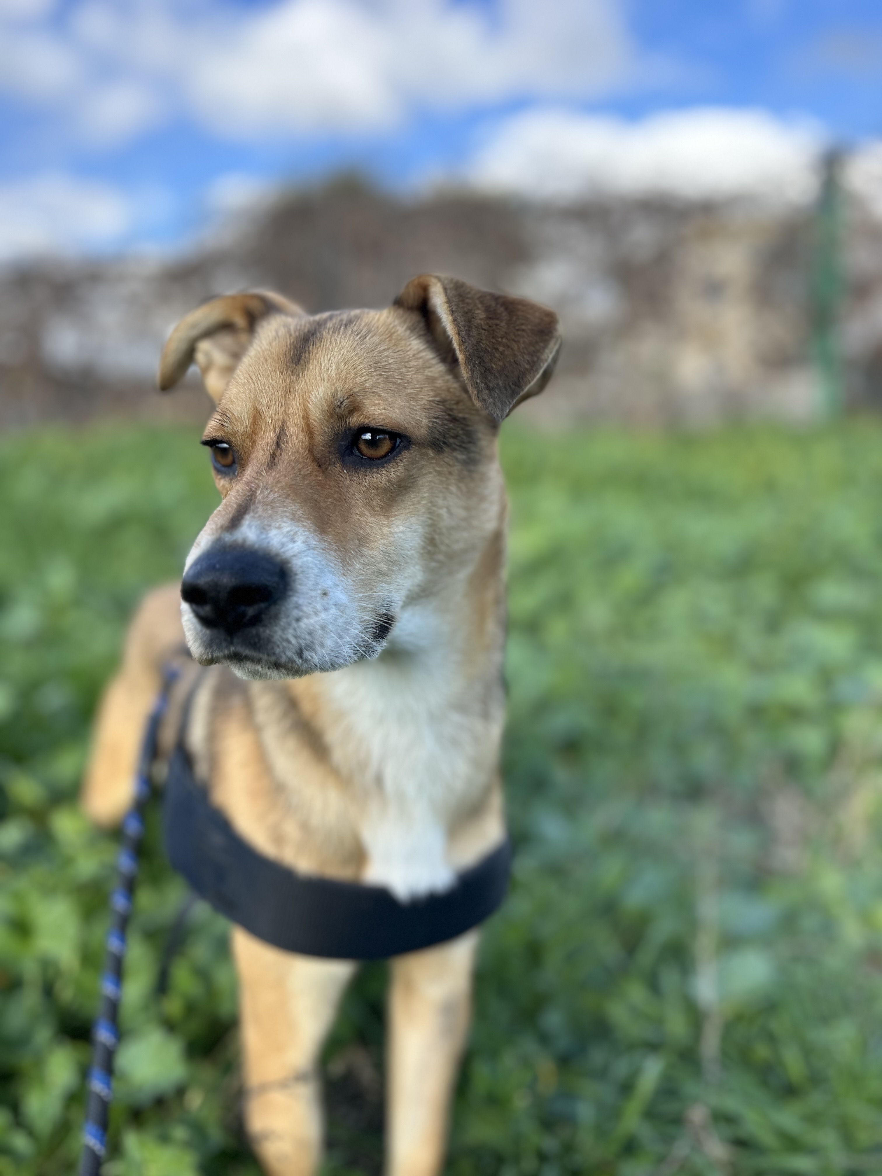 Adotta Amber cane a Torremaggiore in Regalo