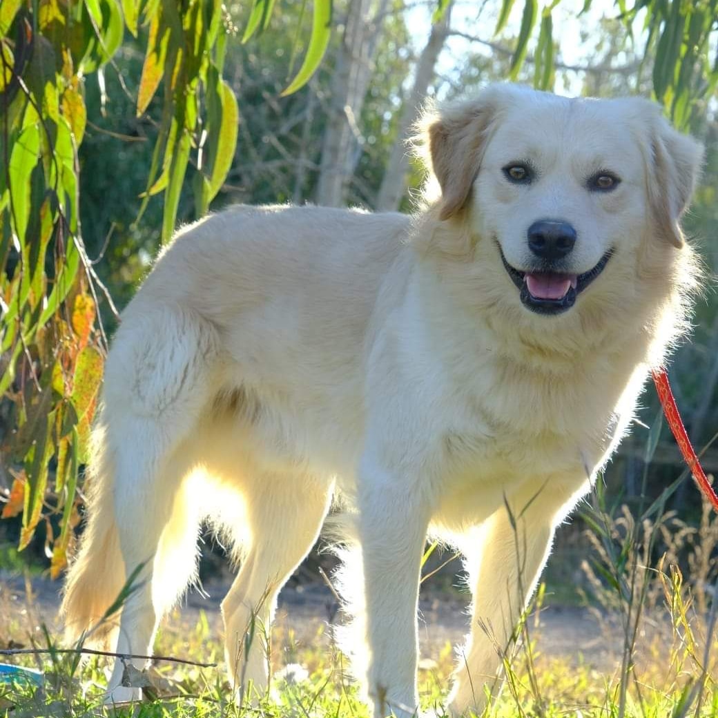 Peter cane a Palermo in Regalo
