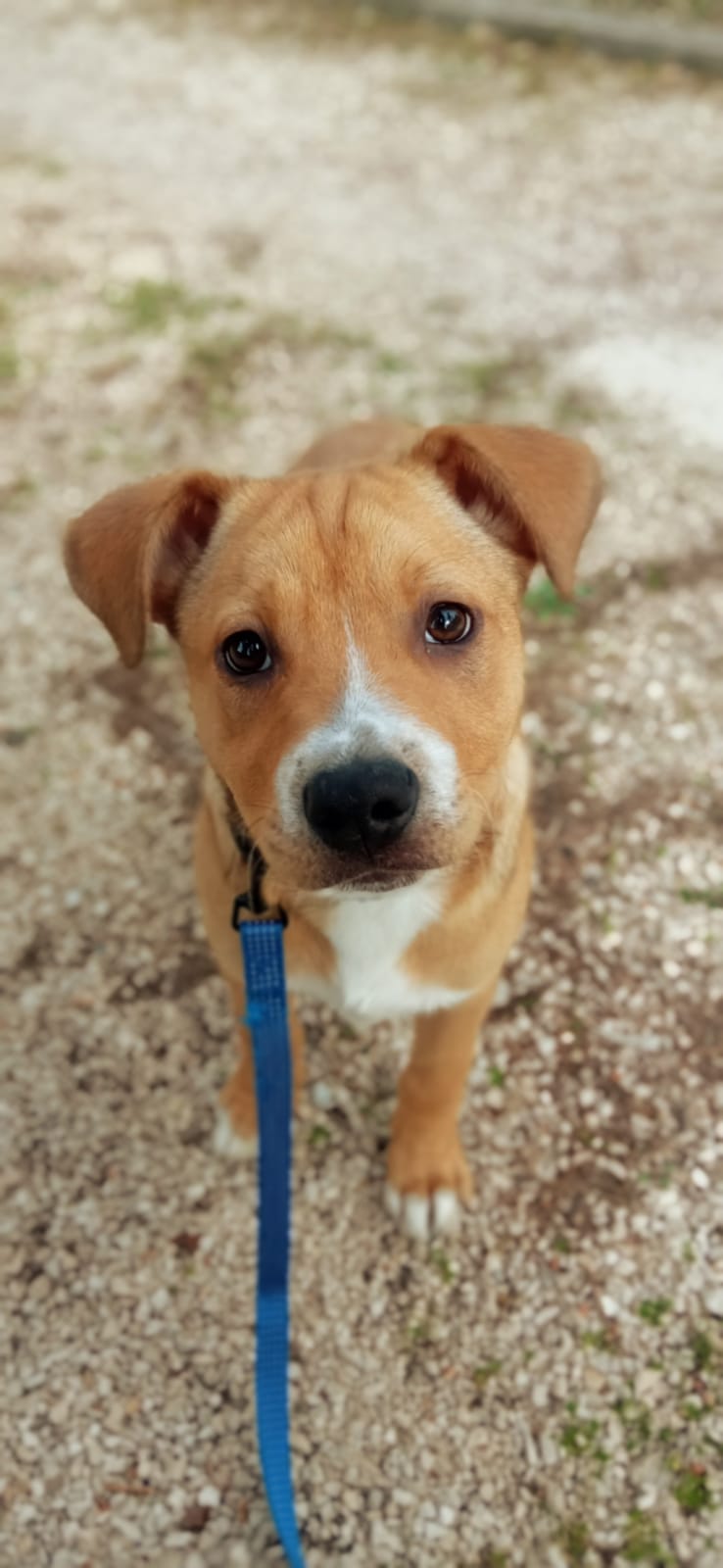William Cucciolo Taglia Media cane a Brescia in Regalo
