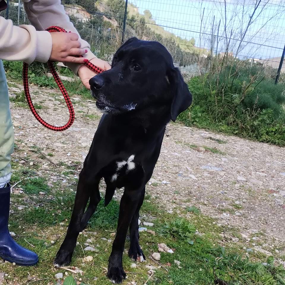 Bobby cane a Alcamo in Regalo