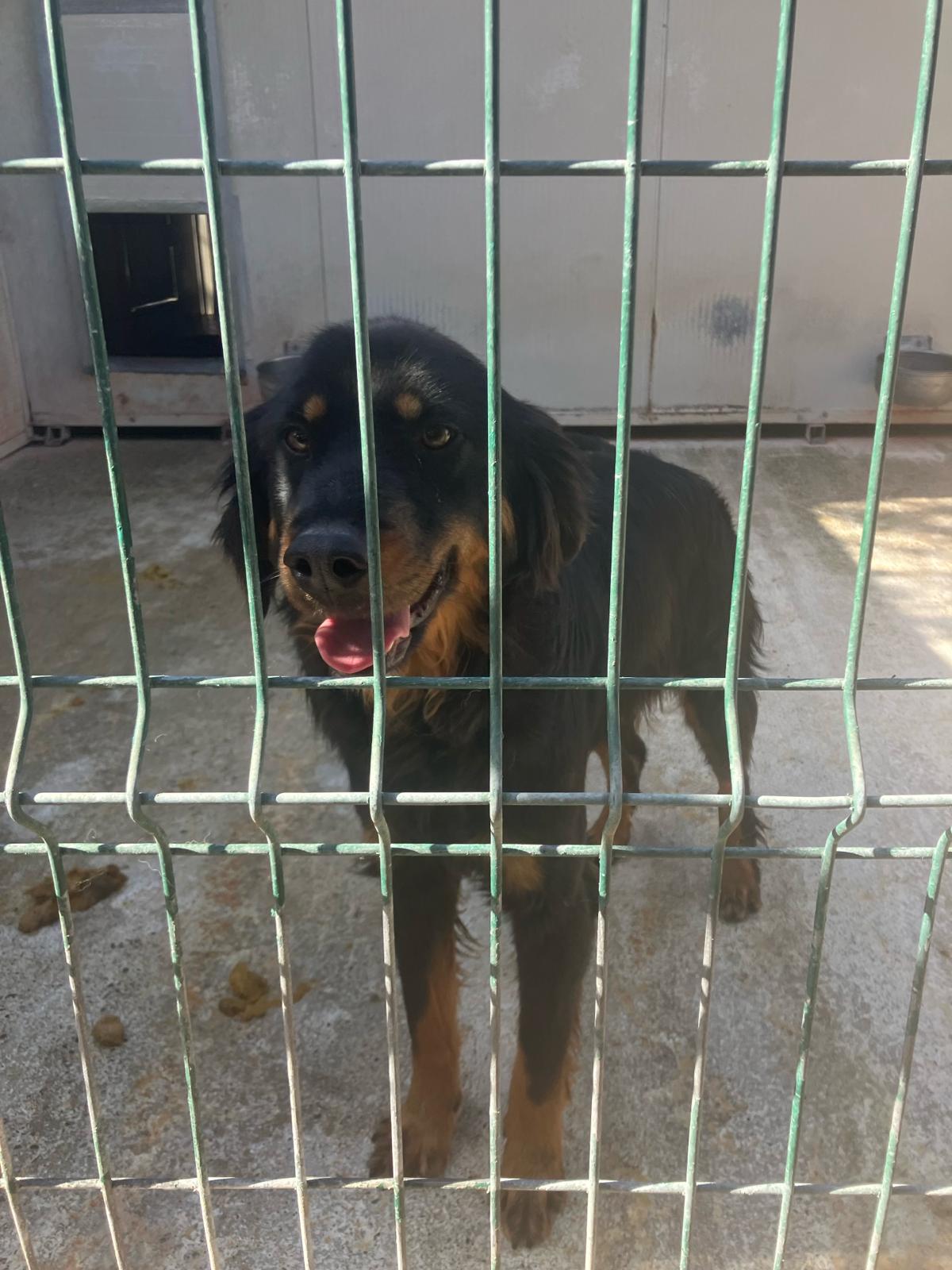 Tex Gordon Setter cane a Torino in Regalo