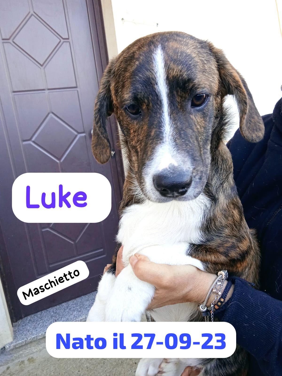 Adozione Cucciolo Luke cane in Regalo