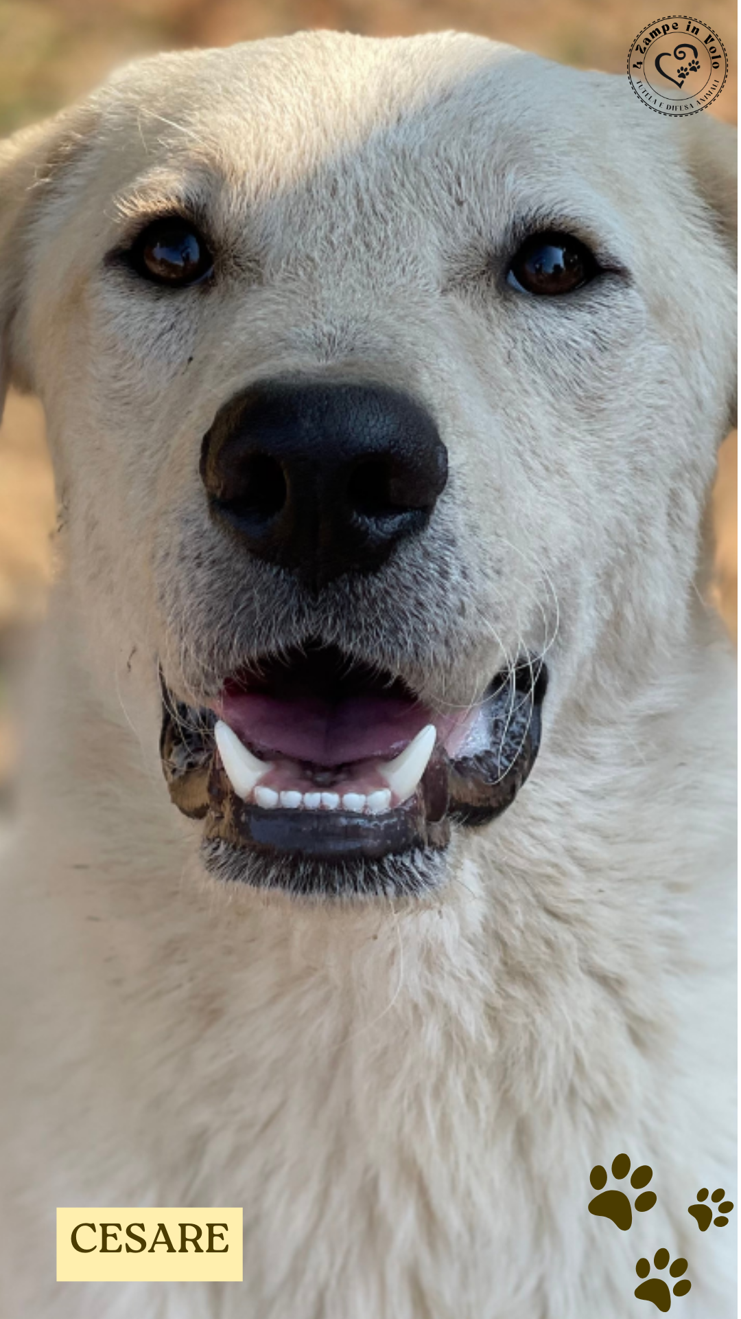 Cesare cane in Regalo