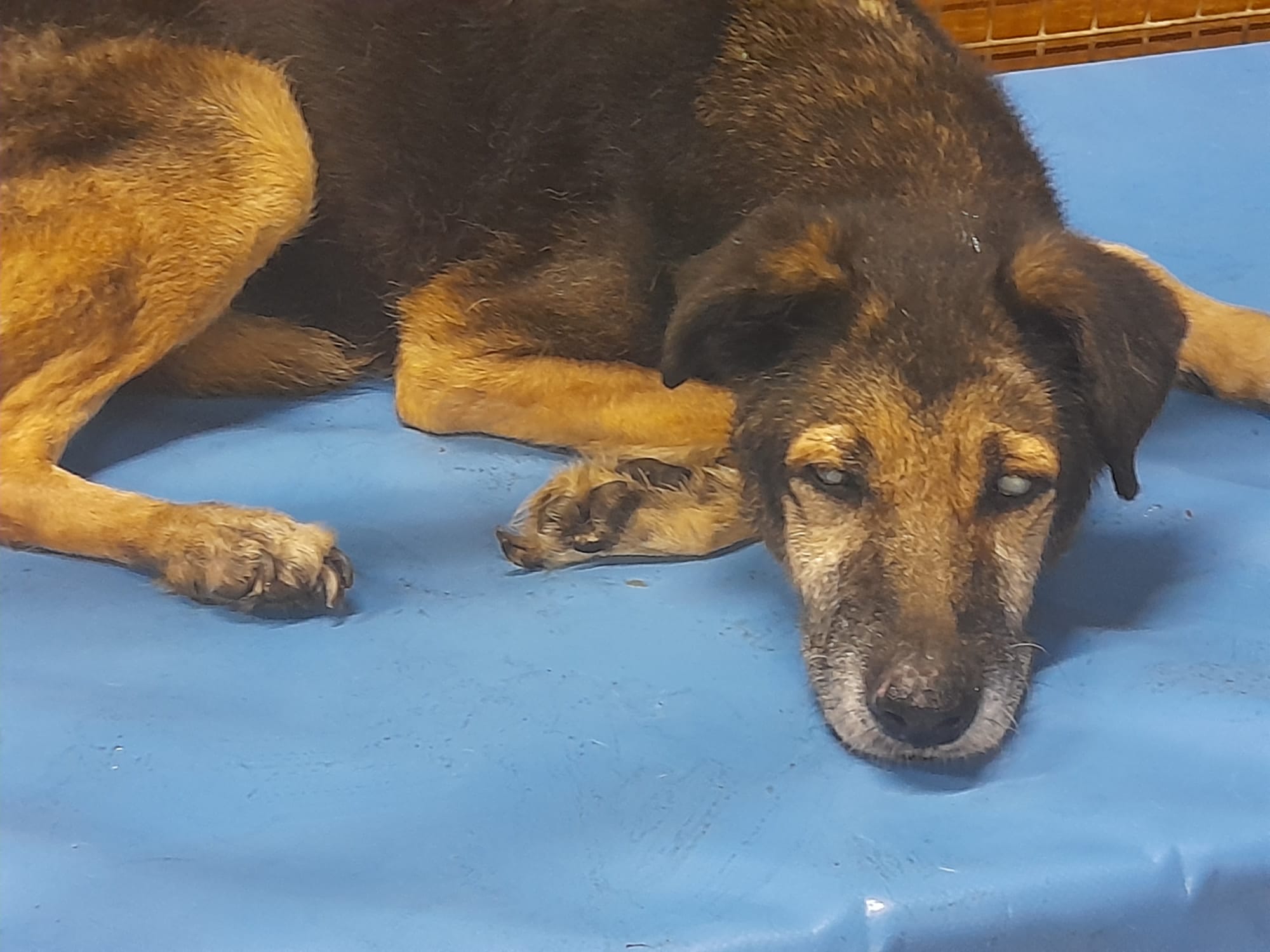 Lucky cane a Cuneo in Regalo