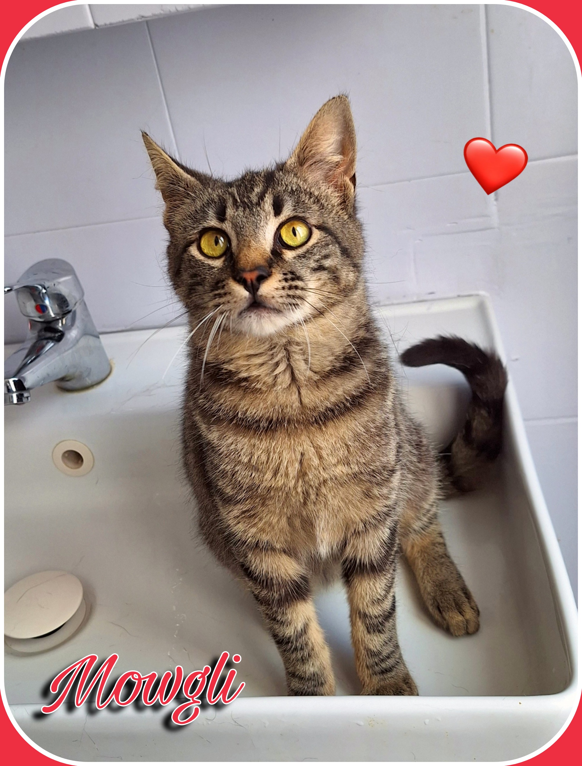 Il Tigrato Più Bello Del Mondo gatto a Genova in Regalo