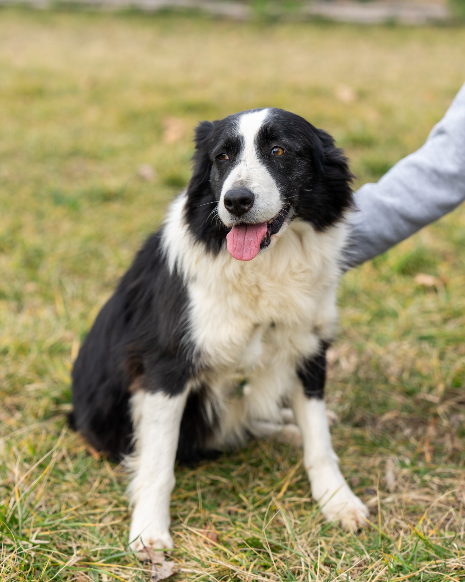 Chica cane a Vidigulfo in Regalo