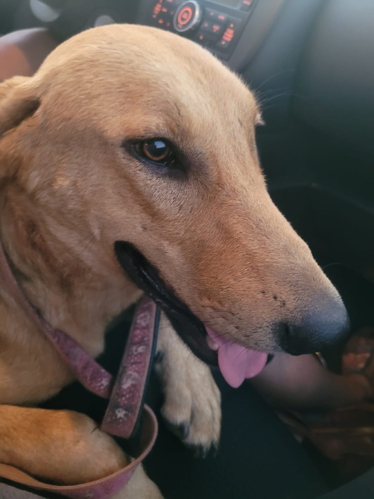 Splendido Simil Levriero - Ethan cane a Milano in Regalo