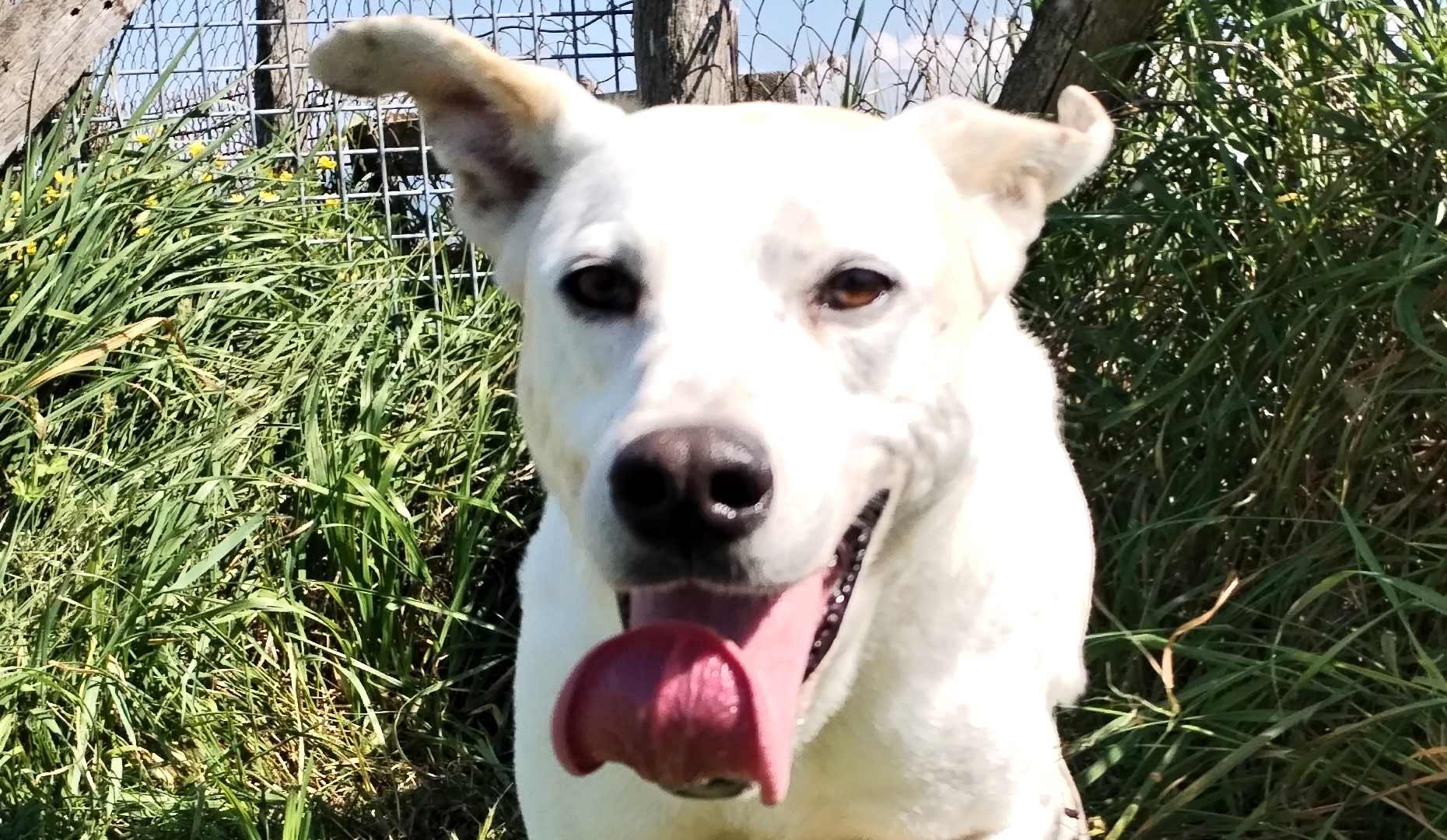 Ginga Simil Labrador In Adozione cane a Latina in Regalo