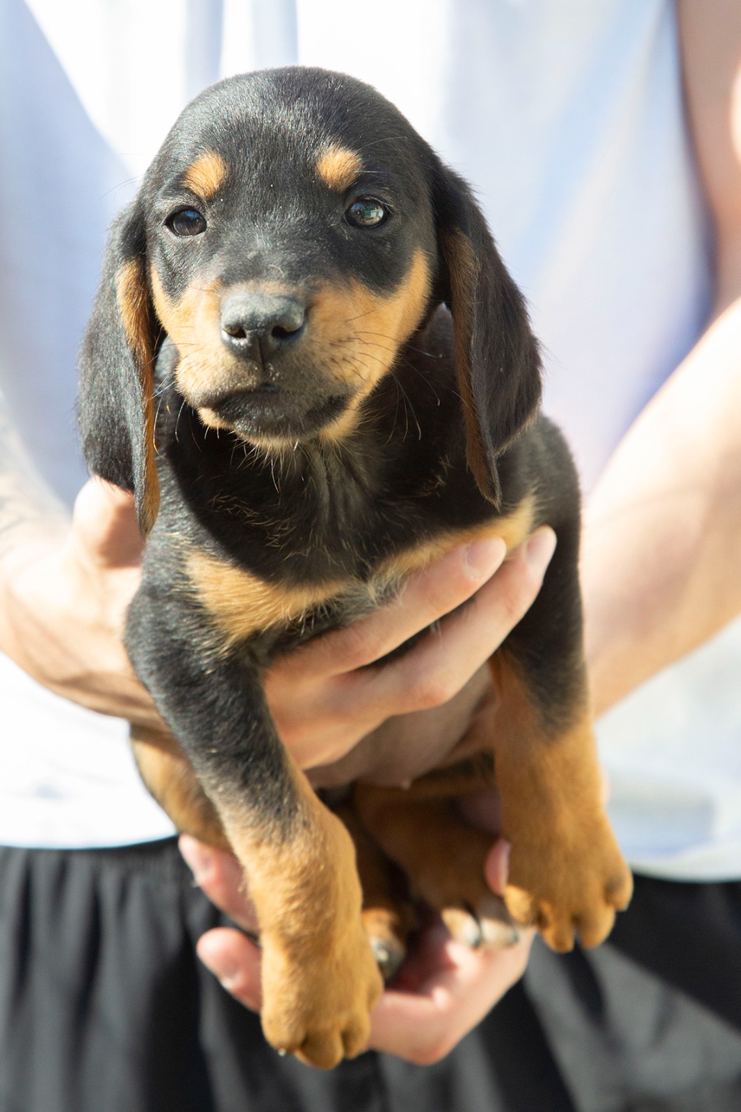 La Splendida Sandy cane a Belluno in Regalo