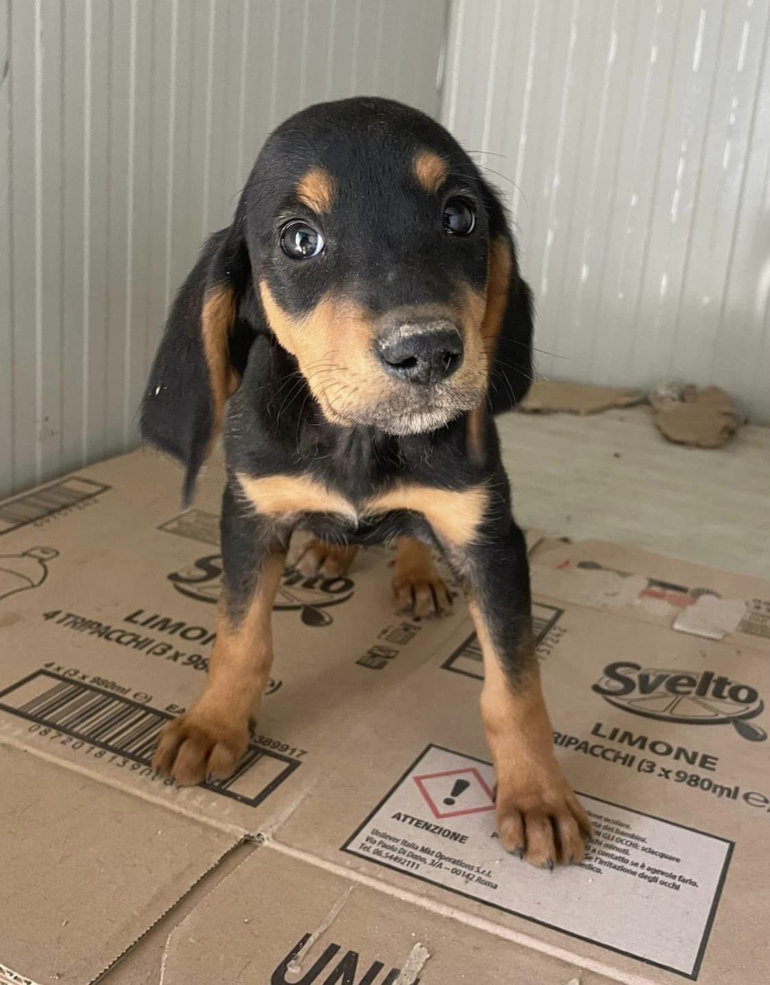 La Splendida Sandy cane a Roma in Regalo