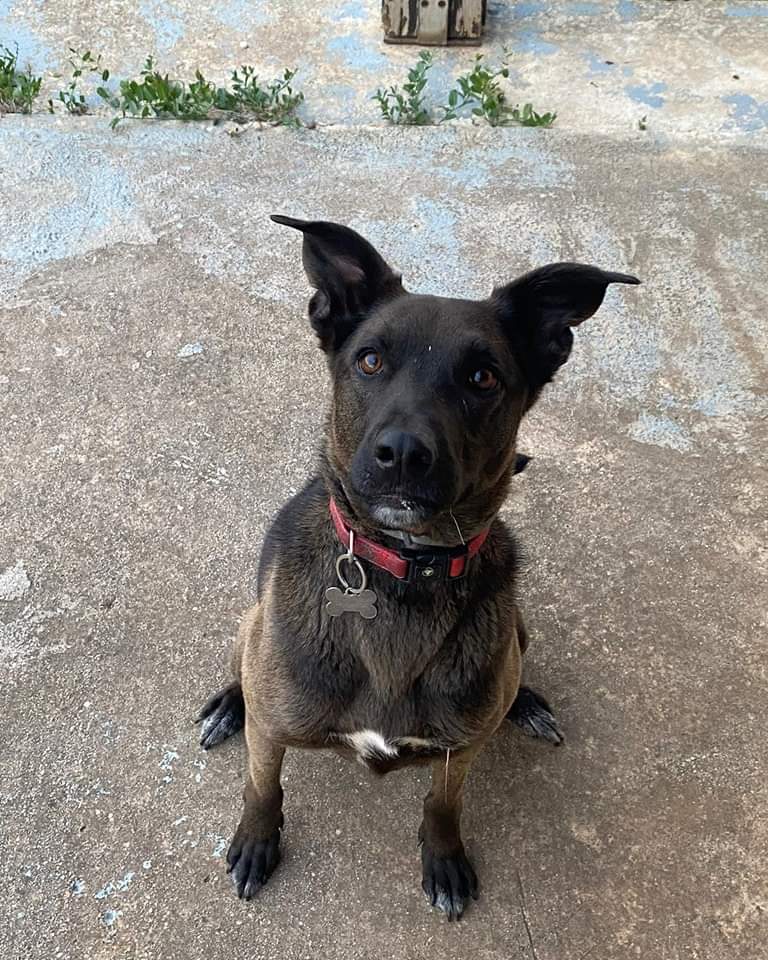 Coco cane a Como in Regalo